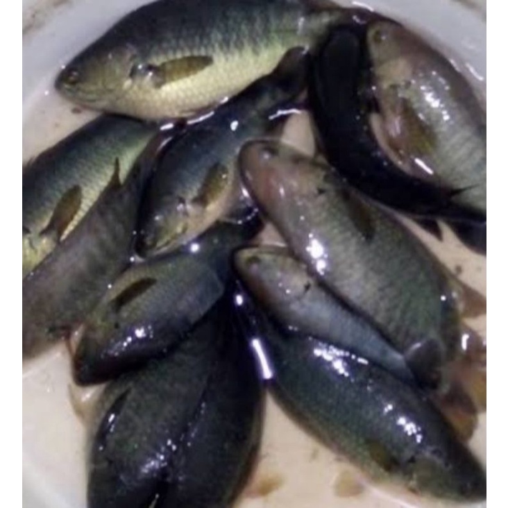 Jual Paket Ikan betok | Shopee Indonesia