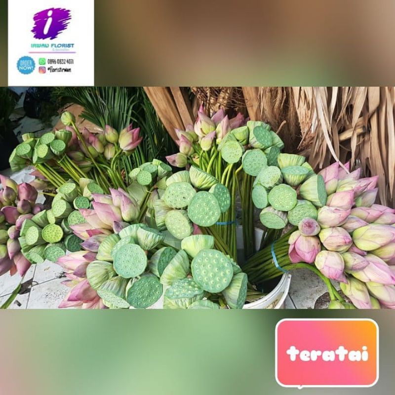 Jual bunga teratai asli segar (ungu&hijau) HARGA PERTANGKAI | Shopee ...