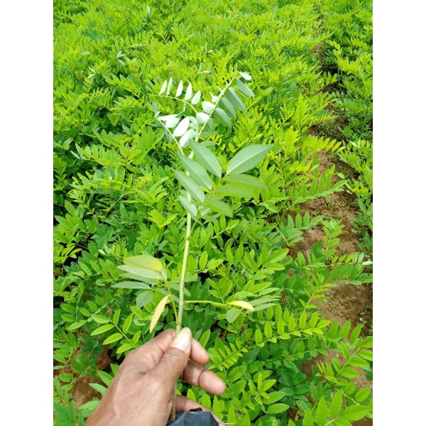 Jual bibit indigofera | Shopee Indonesia