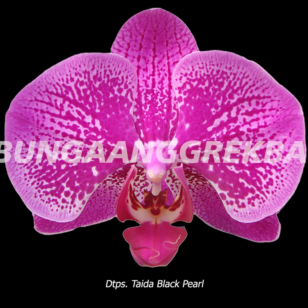 Jual Anggrek Bulan Dtps. Taida Black Pearl | Shopee Indonesia