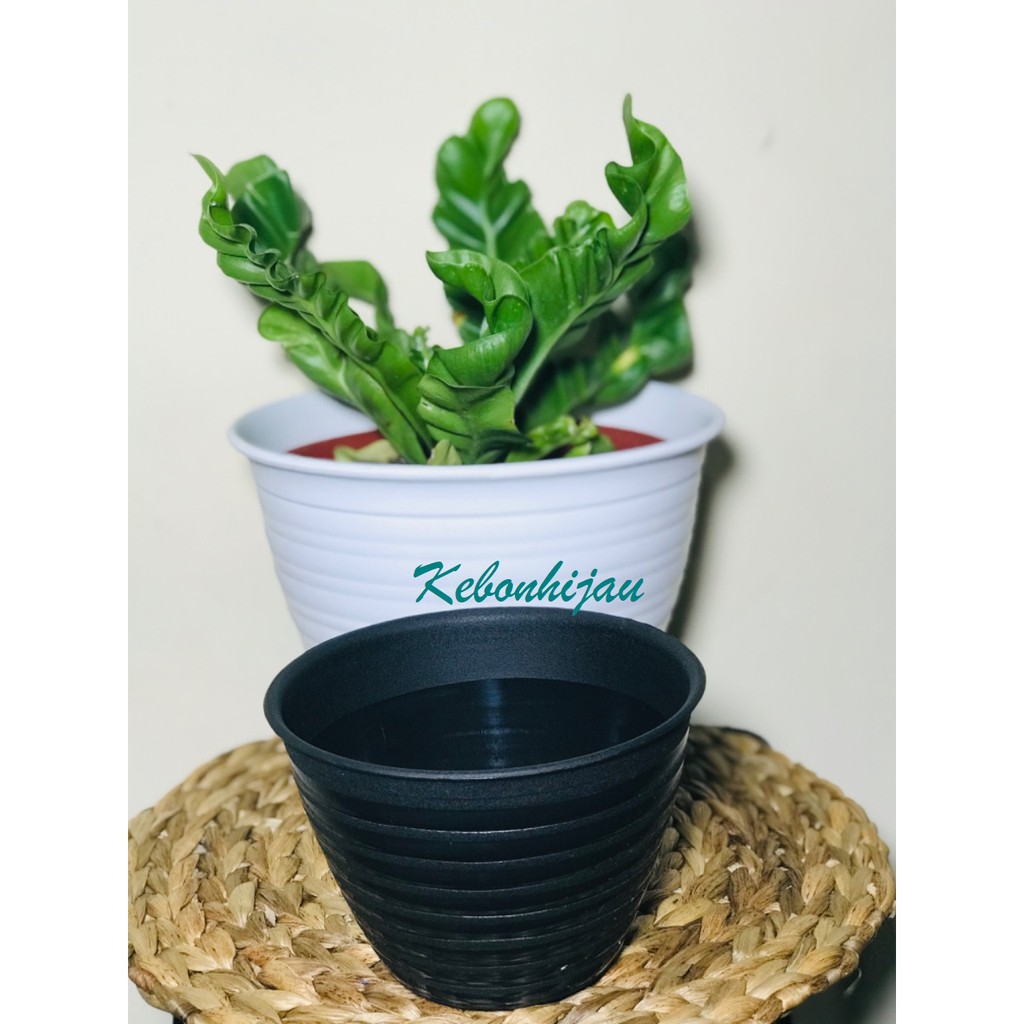 Jual Pot Tawon 12 cm Hitam / Pot Tawon Hitam 12 cm / Pot tawon / Pot ...