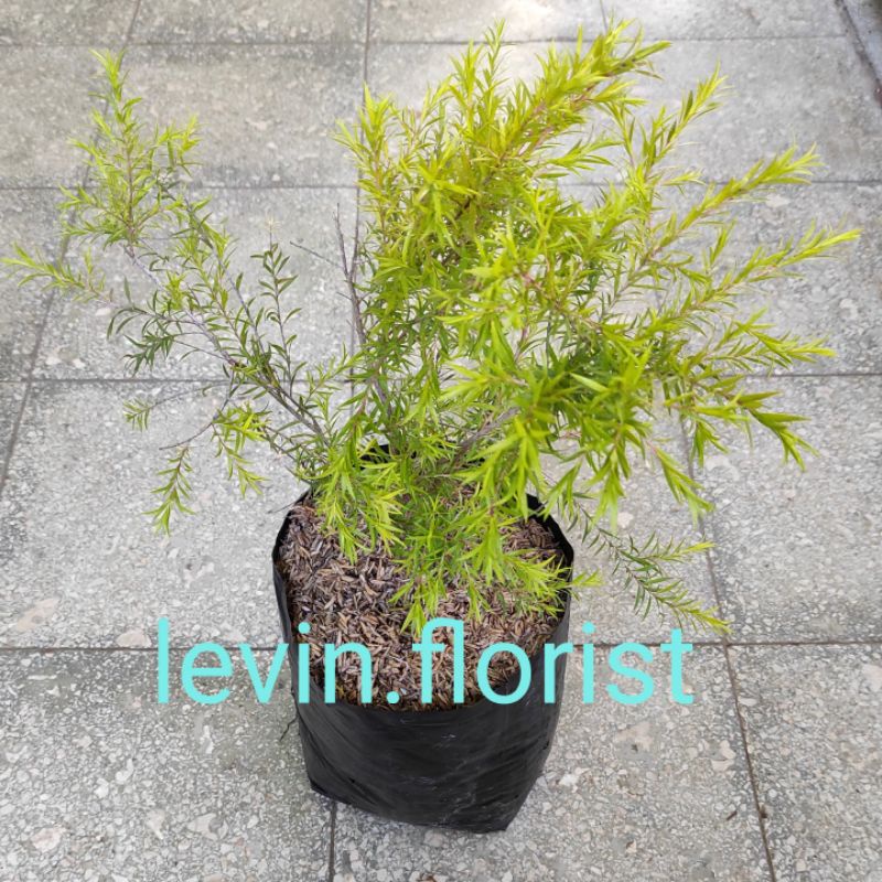 Jual Cemara golden malaika / moleka bibit tanaman hias bunga | Shopee ...