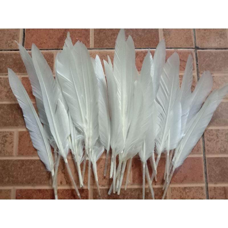 Jual Bulu angsa sayap panjang 20-25 cm isi 50 buah | Shopee Indonesia