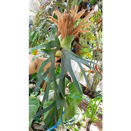 Jual Tanaman Hias Simbar Menjangan/ randuk rusa/ platycerium /Paku ...