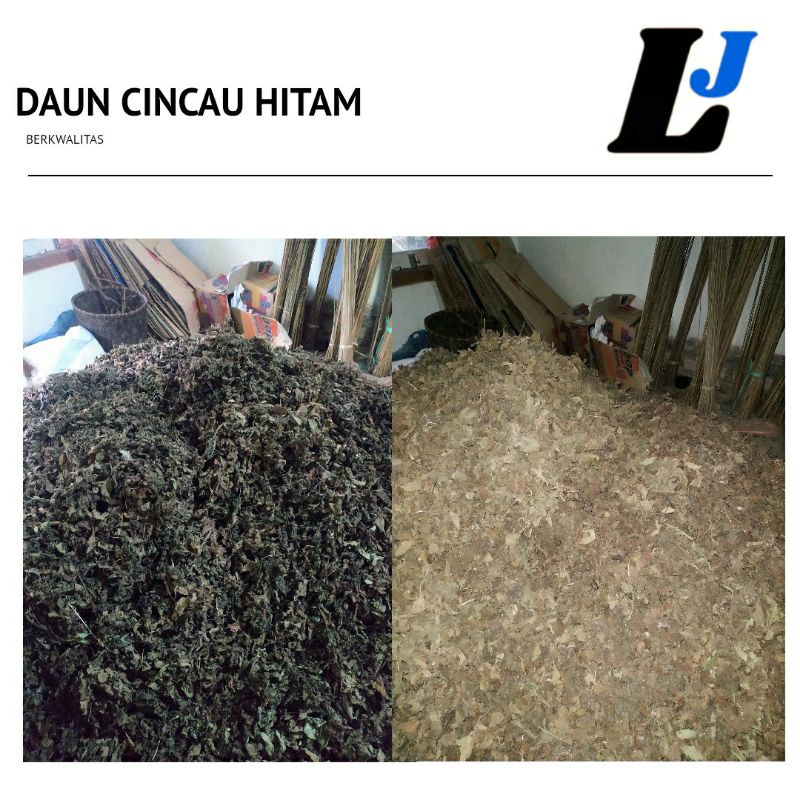 Jual Batang Godong Janggelan / Ranting Daun Cincau Hitam Super Kering 1 ...