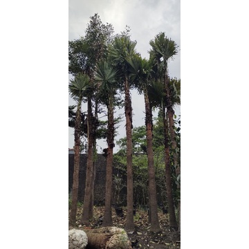 Jual jual pohon Sadeng sinensis | Shopee Indonesia