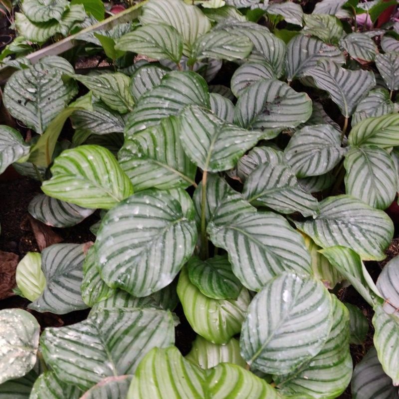 Jual Tanaman Hias Calathea Orbifolia Daun Rimbun Sesuai Foto 100% ...
