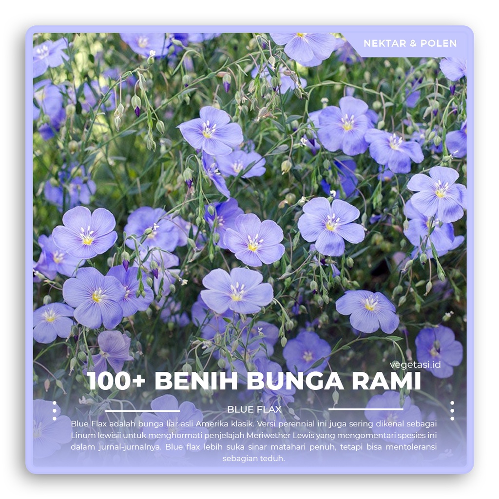 Jual Benih Bunga Blue Flax isi 500 Butir Biji Bunga Rami untuk hiasan ...