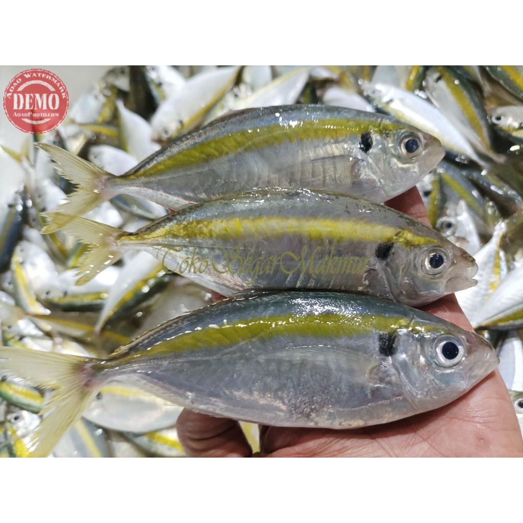 Jual Ikan Selar Segar Ikan Selar Kuning 1Kg | Shopee Indonesia Jual Ikan Selar Segar Ikan Selar Kuning 1Kg | Shopee Indonesia
