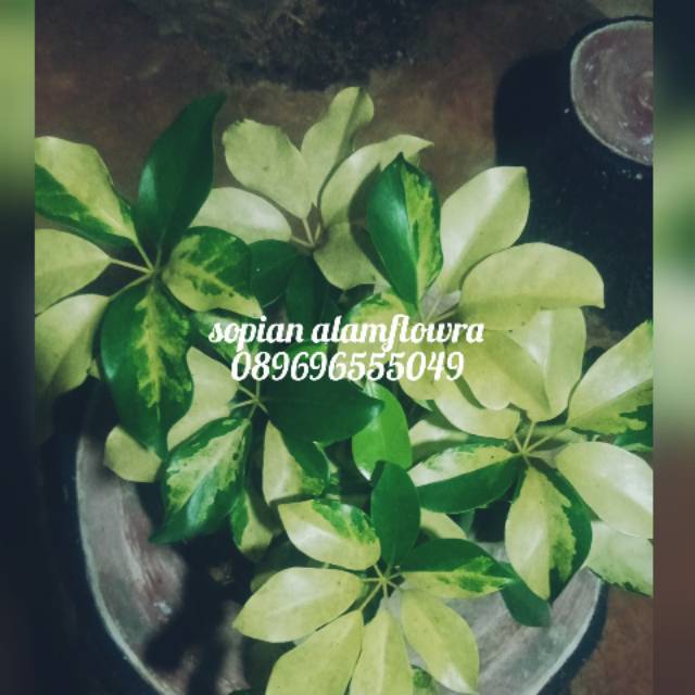 Jual tanaman hias walisongo variegata - walisongo daun besar | Shopee ...