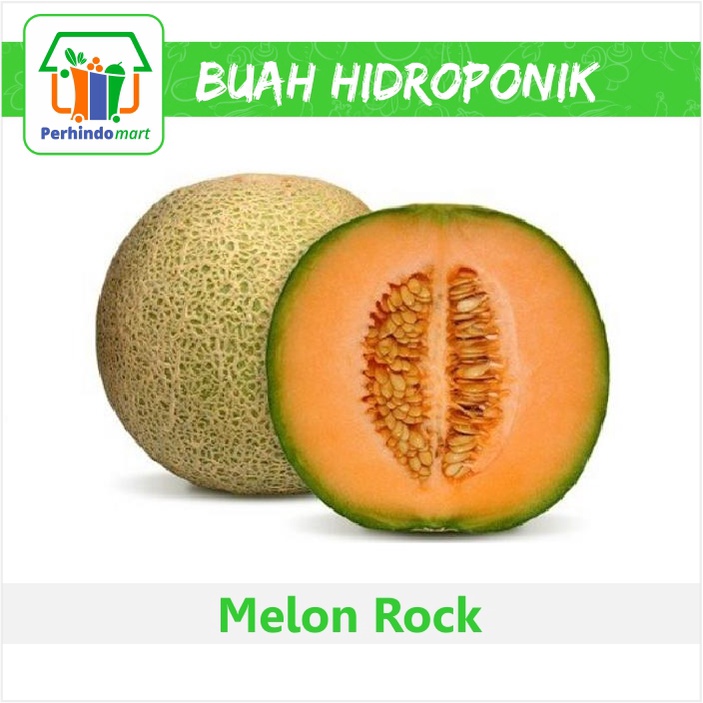 Jual Melon Rock Hidroponik (Surabaya & Sidoarjo only) | Shopee Indonesia