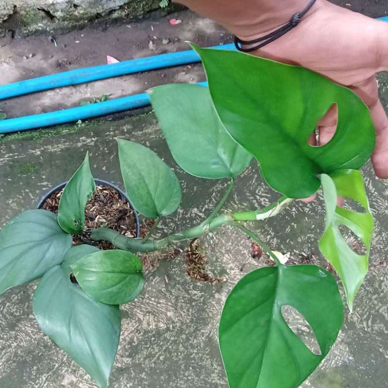 Jual Tanaman hias Philo monstera rhaphidophora pertusa | Shopee Indonesia