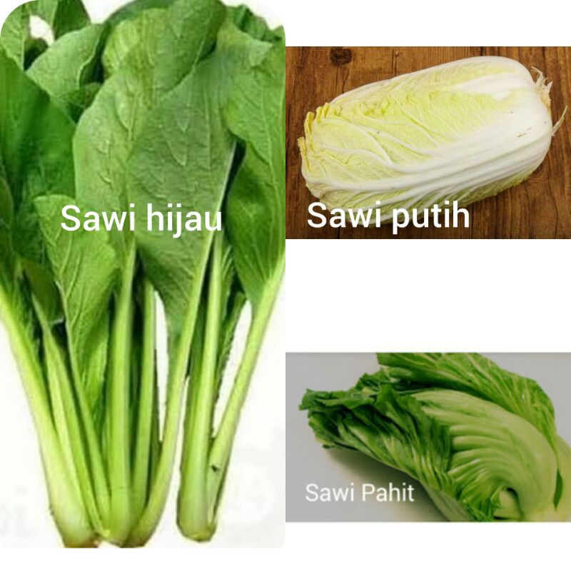 Jual sawi putih, sawi hijau, sawi pahit(chinese mustard) | Shopee Indonesia