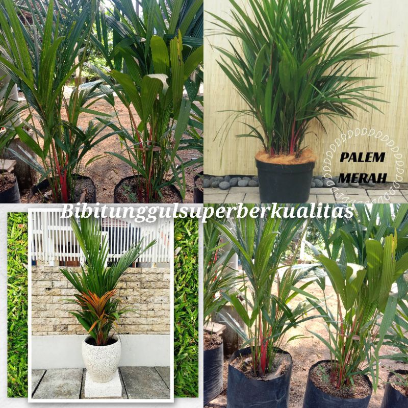 Jual Tanaman Hias pinang merah besar tinggi 1 meter | Shopee Indonesia