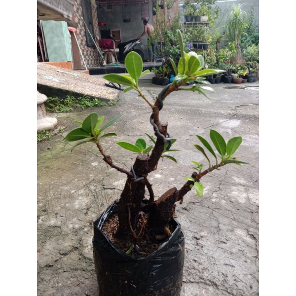 Jual tanaman ficus korea (okulasi/sambungan) | Shopee Indonesia