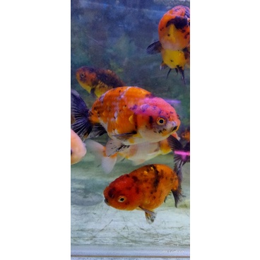 Jual IKAN HIAS KOKI RANCU TRICOLOR SIZE XL 12 cm | Shopee Indonesia