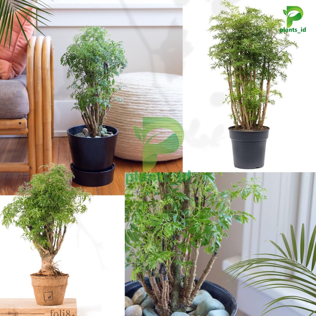 Jual Bibit Stek Kedongdong Laut Stek Batang Kedongdong Pagar Bibit Stek ...