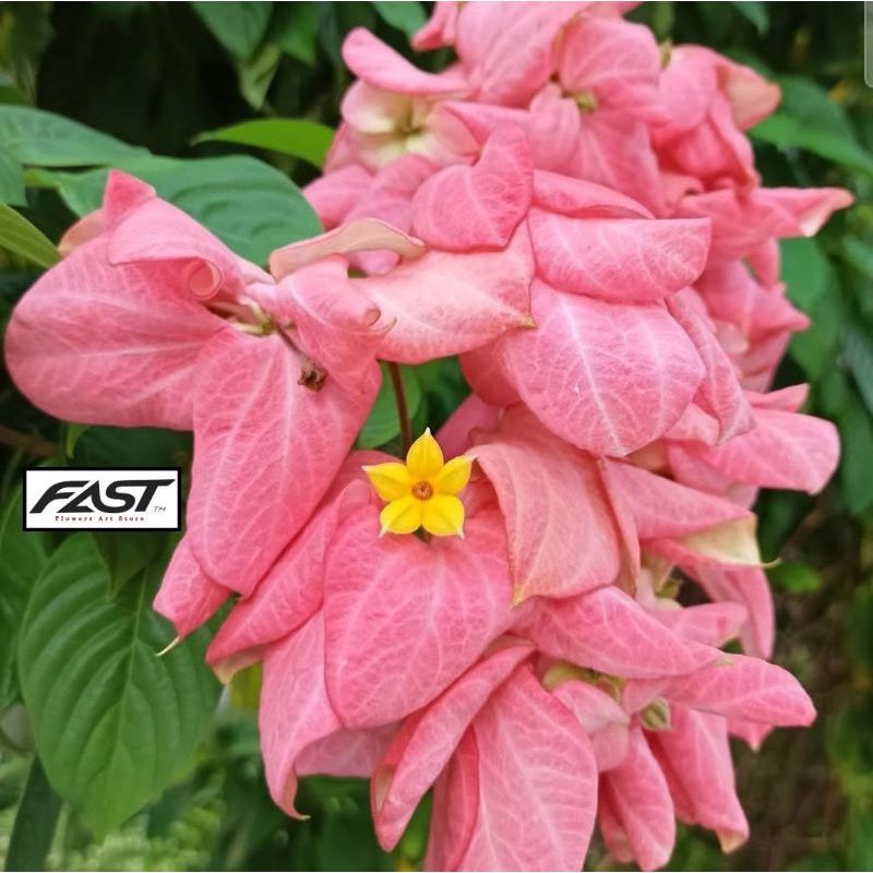 Jual Tanaman Nusa Indah Bunga Pink , Merah & Putih | Shopee Indonesia