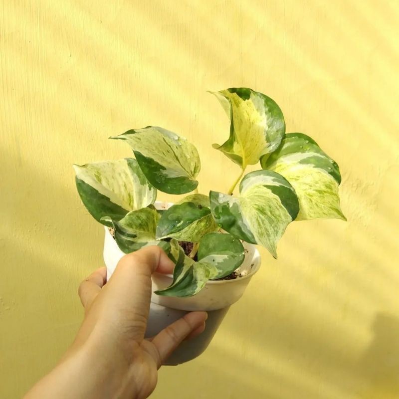 Jual sirih manjula / syngonium manjula / manjula / manjula murah ...