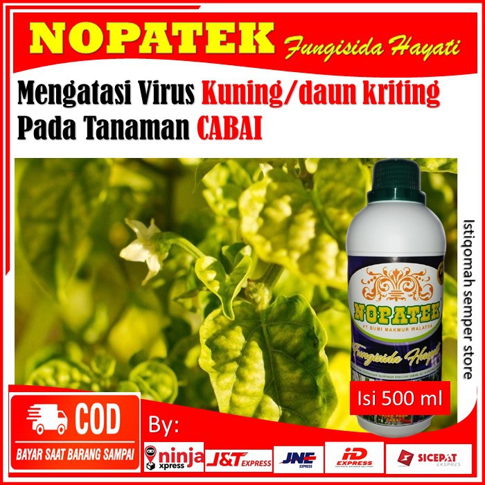 Jual Obat Atasi Virus Kuning / Daun kriting Pada Tanaman Cabe - Obat ...