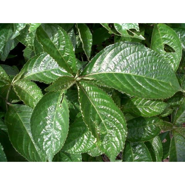 Jual Daun Keji Beling Pecah Beling Segar 100 gram | Shopee Indonesia