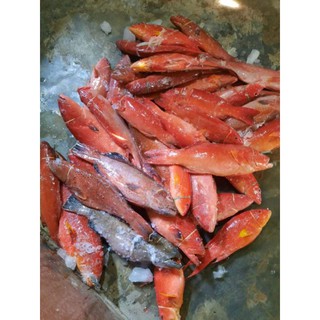 Jual kerapu lodi segar harian sunu segar 1kg | Shopee Indonesia