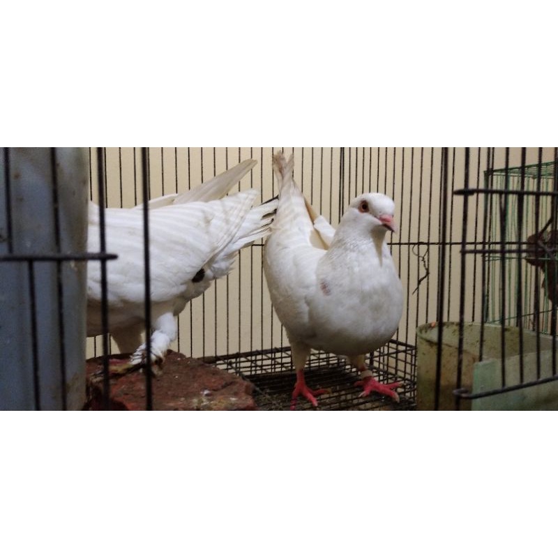 Jual merpati Endemik Indonesia Jambul Putih (dapet Sepasang) (bonus ...