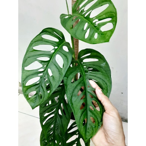 Jual Monstera Acuminata Jumbo | Shopee Indonesia