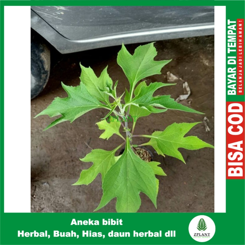 Jual Bibit Pohon Daun Insulin Kipahit Tanaman Obat Herbal | Shopee ...