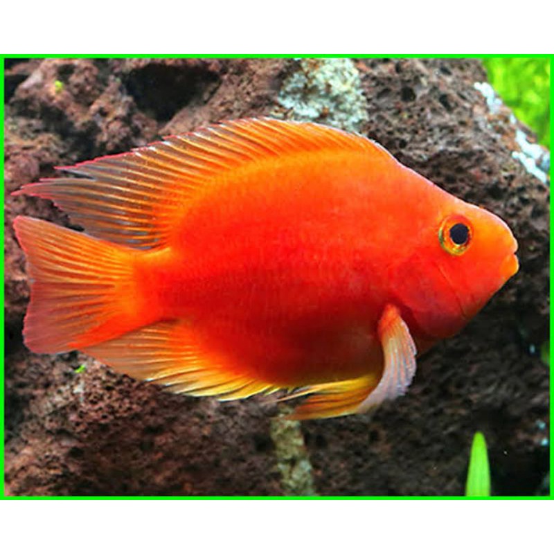 Jual Ikan hias PARROT RED ORRANGE ikan hias aquarium ikan jenis air ...