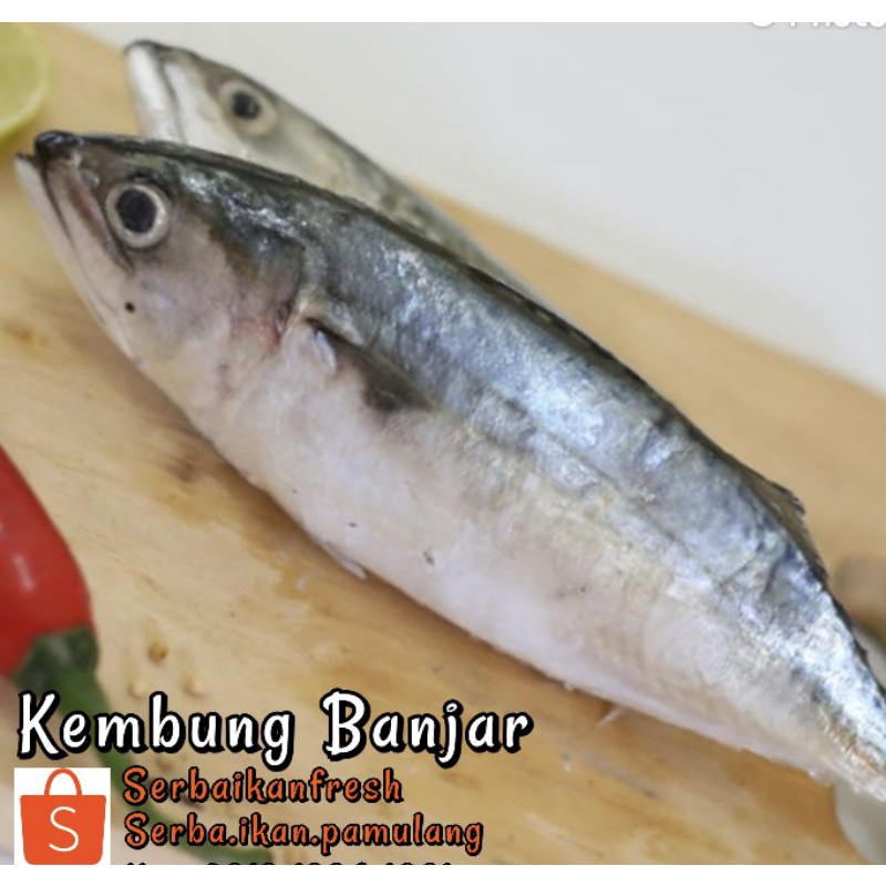 Jual IKAN KEMBUNG BANJAR SEGAR / 900g - 1.000g (SIP) | Shopee Indonesia