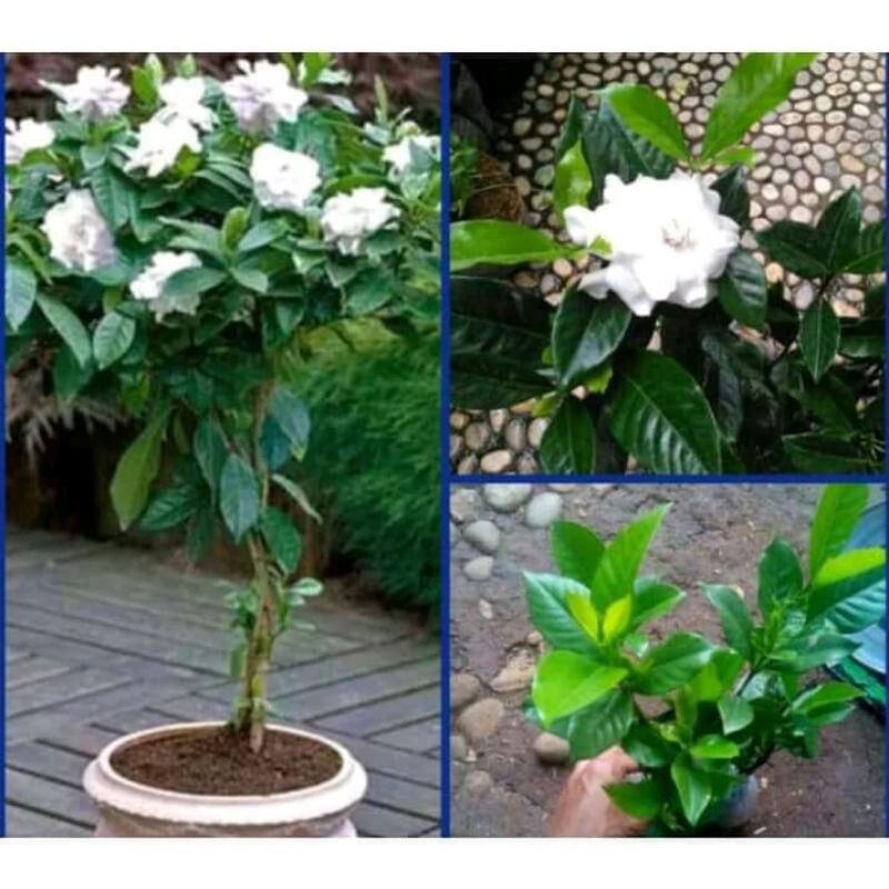 Jual melati Bali bunganya putih bersih dan wangi | Shopee Indonesia