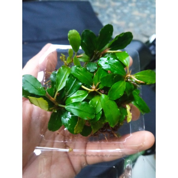 Jual Bucephalandra Melawi Clump Beli 3 gratis 1 (Tanaman Aquascape low ...