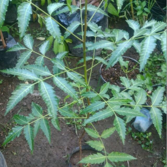 Jual Bibit Tanaman Daun Mimba | Shopee Indonesia