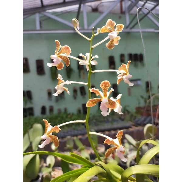 Jual Vanda limbata | Shopee Indonesia