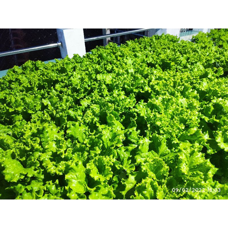 Jual selada segar junction rz rijk zwaan 180-200gr | Shopee Indonesia