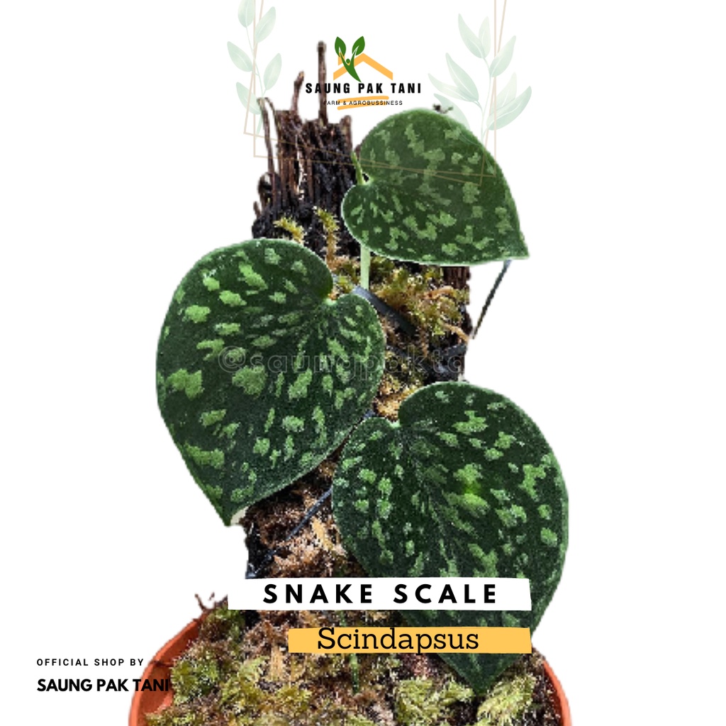 Jual Scindapsus SNAKE SCALE / Scindapsus | Shopee Indonesia