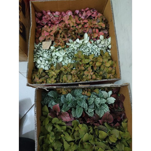 Jual paket 10 fitonia jenis sultan | Shopee Indonesia