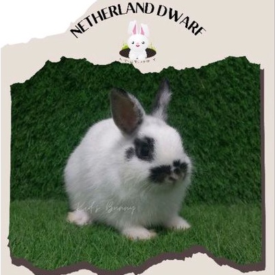 Jual Kelinci Mini Netherland Dwarf - KODE ND01 | Shopee Indonesia