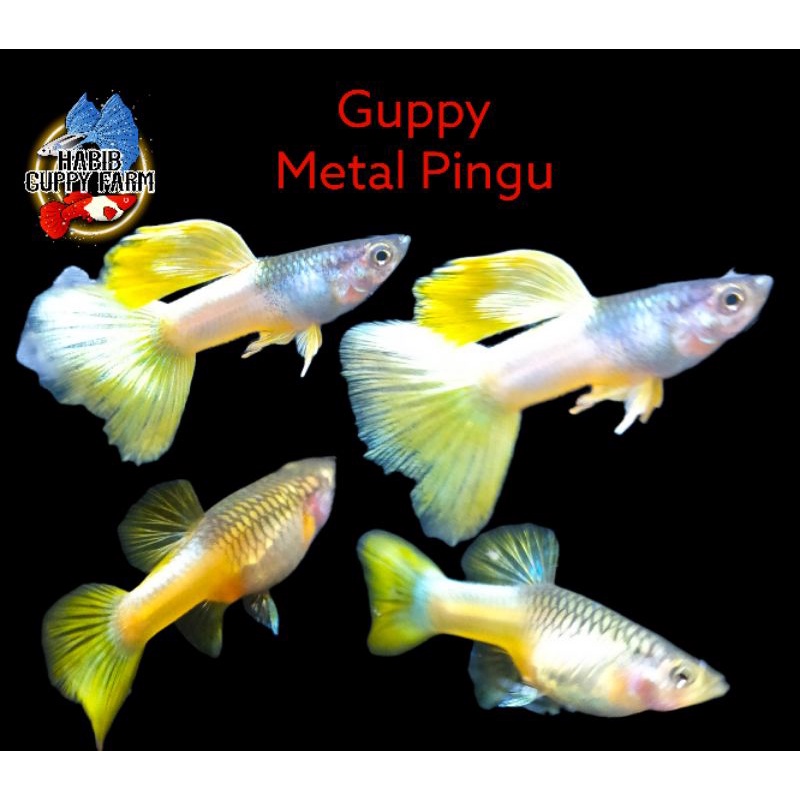 Jual Guppy Metal Yellow Pingu Delta Tail | Shopee Indonesia