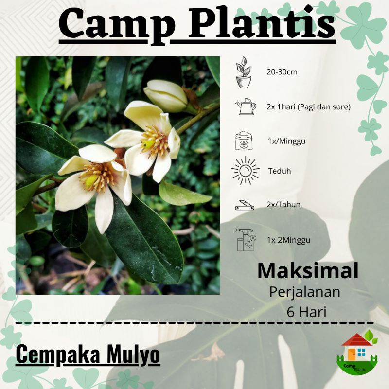 Jual Tanaman hias Bunga Cempaka mulya - Cempaka mulyo | Shopee Indonesia