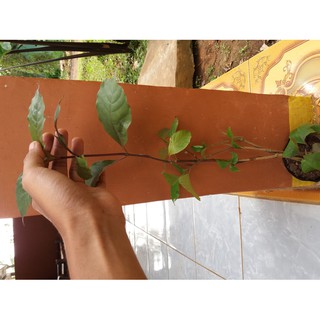 Jual Handeuleum, pohon daun ungu, tanaman herbal, obat ambeyen, obat ...