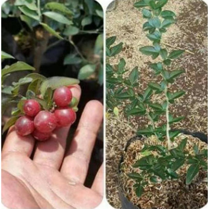 Jual Xx!! Tanaman Jeruk Kingkit Bibit Pohon Jeruk | Shopee Indonesia