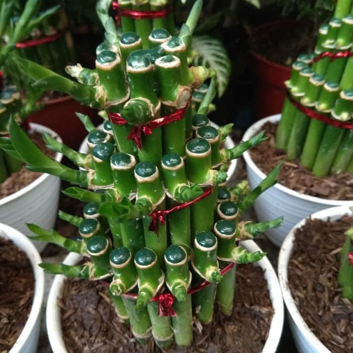 Jual Bambu hoky MURAH/ Bambu Hoki / Bambu Rejeki / lucky Bambu ...
