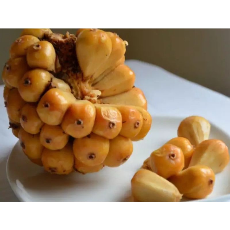 Jual Asam Cikala / Asam Patikala / Buah Honje / Asam Cekala / mobe ...