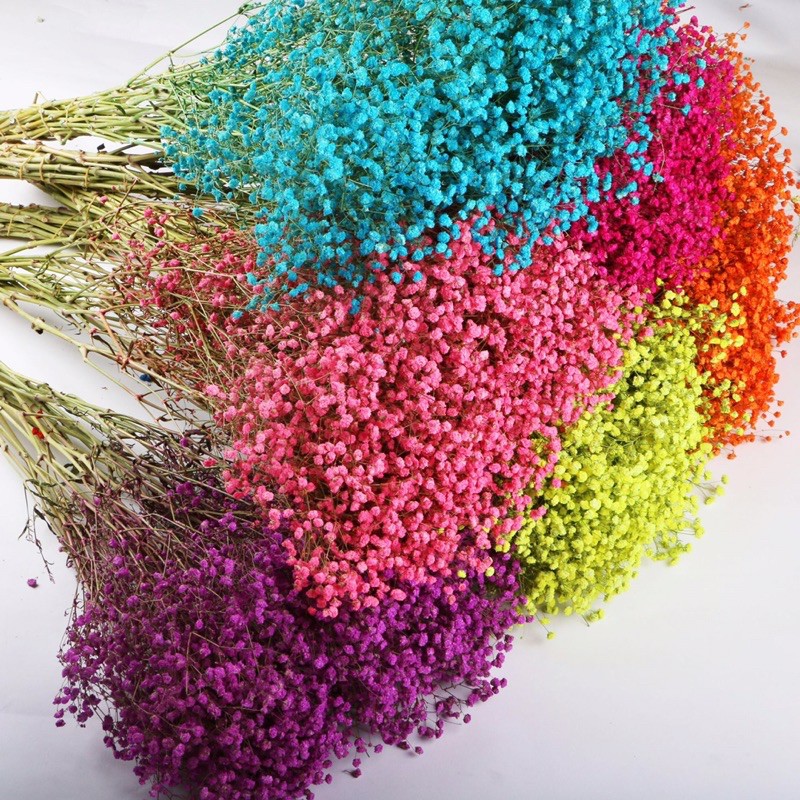 Jual Baby breath / Dried baby breath / baby breath kering - bunga ...