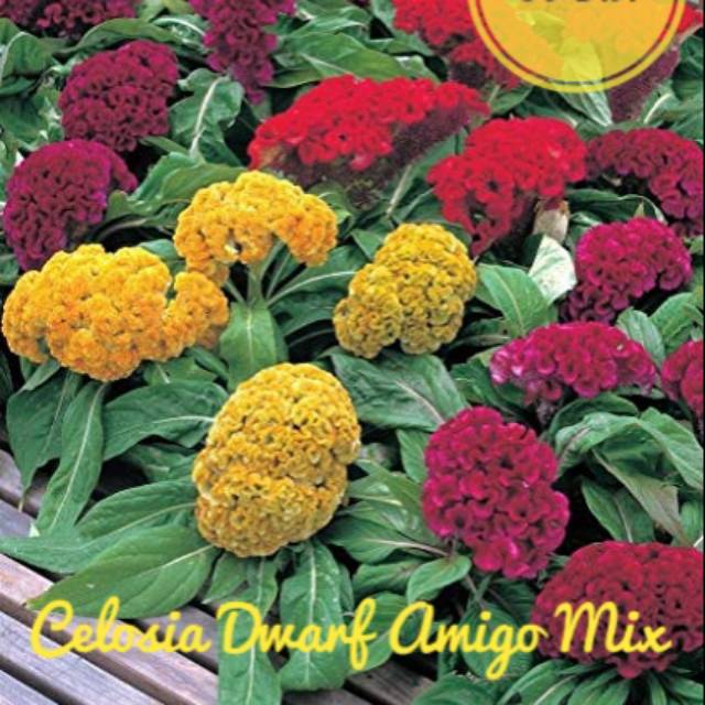 Jual Celosia Dwarf Amigo Mix Isi 30 Biji Fresh Seed Shopee