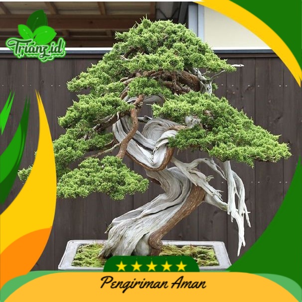 Jual tanaman Hias bonsai cemara pua pua 1 meter BAHAN | Shopee Indonesia