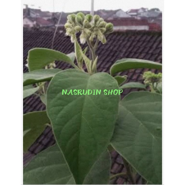 Jual DAUN LANCING SEGAR LANGSUNG PETIK / SOLANUM MAURITIANUM DAUN ...