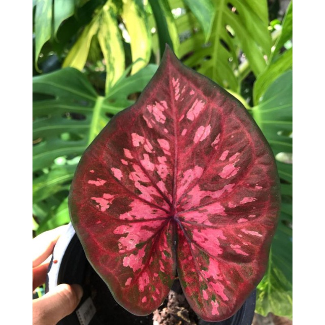 Jual Bunga Caladium red heart f1 ( bonggol ) | Shopee Indonesia